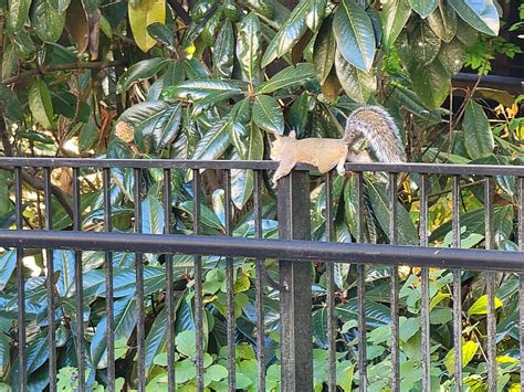 Brought To You By A Goofy Squirrel