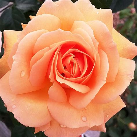 Climbing Rose Scent From Heaven Millstone Garden Centre