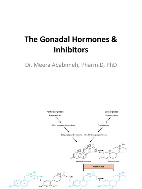 The Gonadal Hormones And Inhibitors Pdf Estrogen Sexual Anatomy