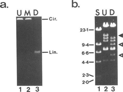 Linearization Of Viral Dna By Digestion With A Restriction