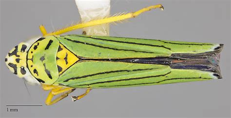 Graphocephala Atropunctata Bugguide Net