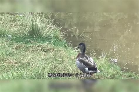 5种世界上最孤独的动物 动物 世界