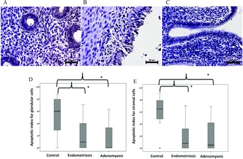From A To C Are Endometrial Micrographs From Control And Experimental Download Scientific