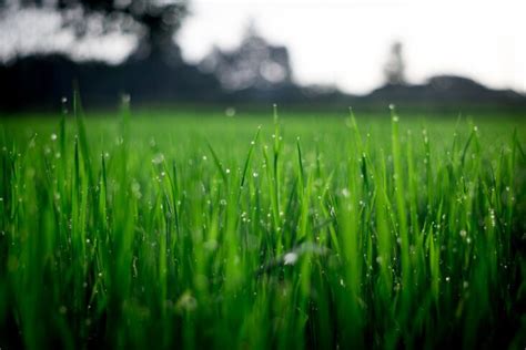 Overseeding St Augustine Grass Everything You Need To Know Growing