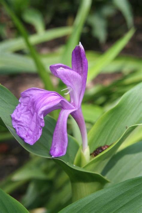 Roscoes Lily Roscoea Purpurea