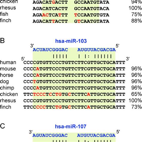 Conservation Of The Three Mirna Binding Sites Within The Adam10 3′utr Download Scientific