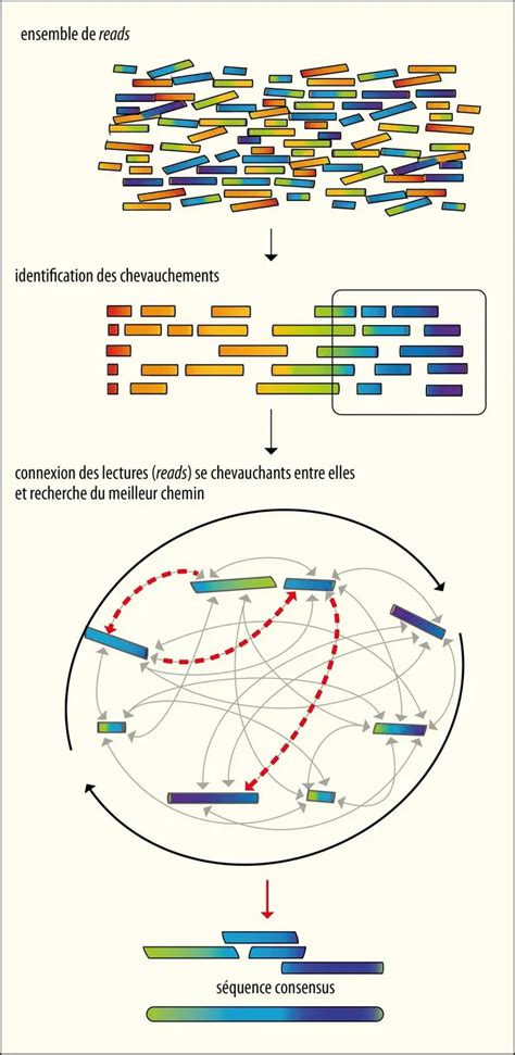 principe de l approche olc overlap layout consensus pour l assemblage de novo des produits de