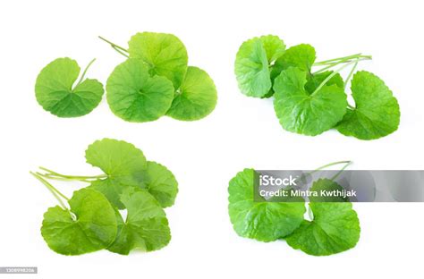 고투 콜라 아시아 페니워트 하얀 배경 허브 및 의료 개념에 대한 인도 페니워트 잎 세트 병풀에 대한 스톡 사진 및 기타 이미지 Istock