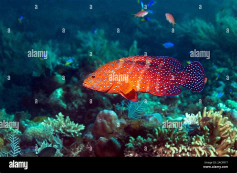 Coral Hind Grouper Cephlopholis Miniata Photographed In Bali