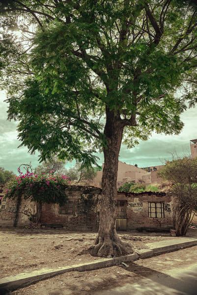 Arbol Bsm By Brian Barba 500px