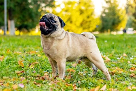 Pug Dog Breed Info Pictures Care And Traits Dogster