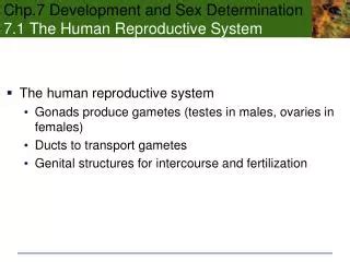 PPT Chp Development And Sex Determination The Human Reproductive System PowerPoint