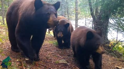 Mama Bear And Her Cubs Repeatedly Mess With Trail Cameras