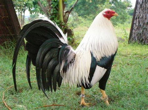 Top 10 Show Chicken Breeds Artofit