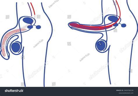 Erectile Dysfunction Flaccid Penis Erect Penis Stock Vector Royalty