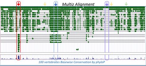Predicting Pathogenic Variants In Genetic Diseases And Breast Cancer Deep Genomic Lab
