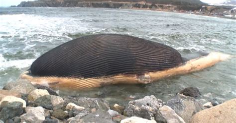 Dead Whale May Explode In Canada Town Official Warns Cbs News