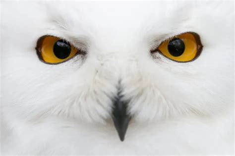 Where Do Snowy Owls Live Polar Guidebook
