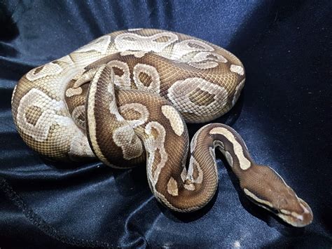 Exo Lbb Ball Python Traits Morphpedia