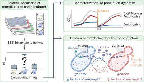 自发建立的共养酵母群落改善生物生产 Nature Chemical Biology X Mol