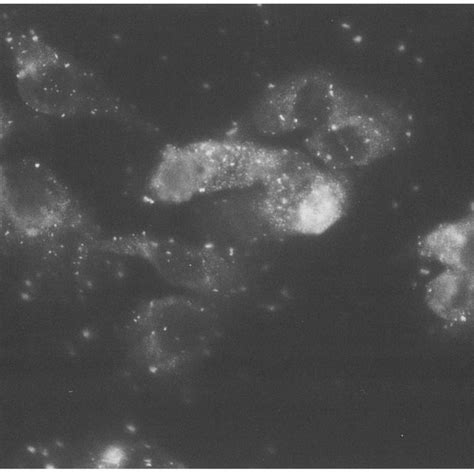 Insect Cell Lines Used In This Study Download Table