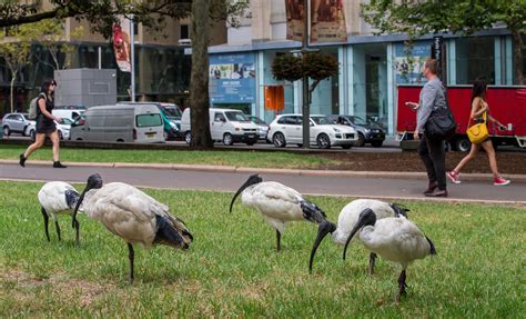 Bin Chickens The Grotesque Glory Of The Urban Ibis In Pictures