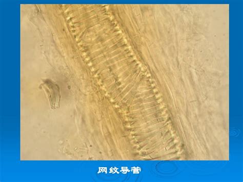 中药鉴定学粉末鉴别汇总图word文档在线阅读与下载文档网