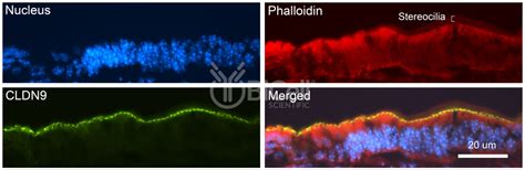 Claudin 9 Cldn9 Antibody Bicell Scientific®