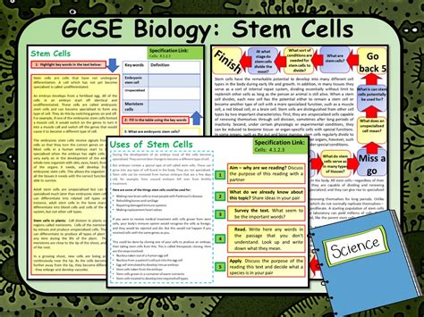 Aqa Gcse Biology Science Stem Cells Lesson Teaching Resources