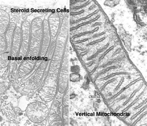 Modifications To Epithelium