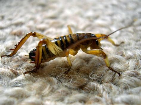 Weta Bug