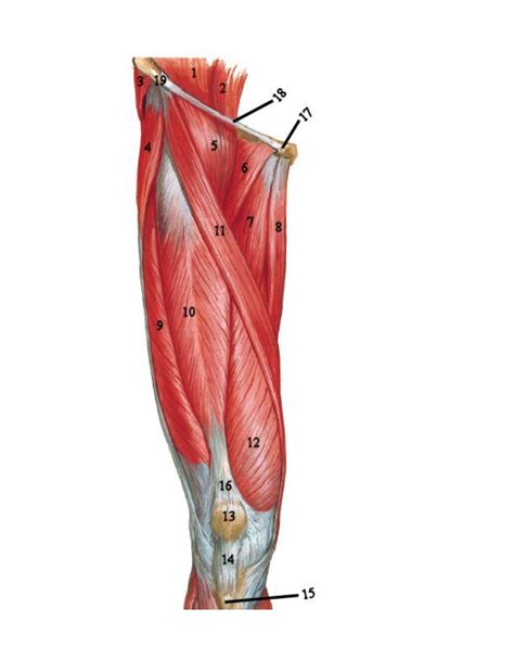 Lower Limb Anterior Diagram Quizlet