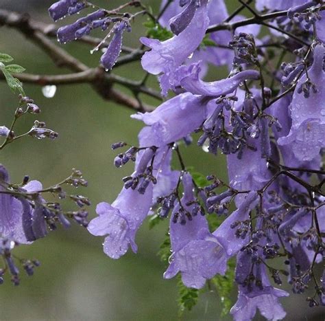 Jacaranda Tattoos 50 Tree Tattoo Designs For Men And Women