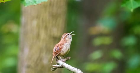Bird Identification Georgia Everything You Need To Know Birda