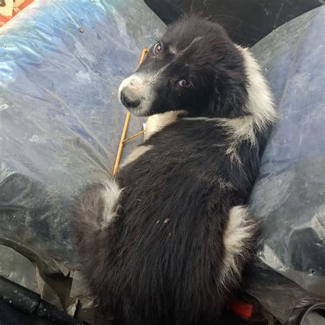 مورد امداد که از دسته چند تا بچه که به گردنش نخ بسته بودن گرفته شد و