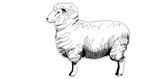 Easy Steps To Draw A Sheep Easy Steps To Draw A Sheep