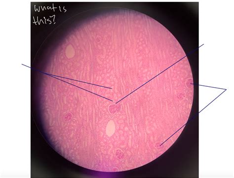 Renal Cortex Histology Diagram Quizlet