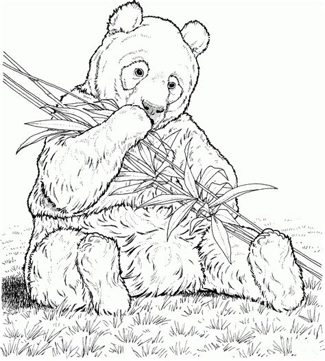 Panda Eat Bamboo Coloring Page Colouringpages