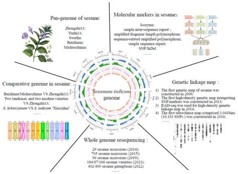 Simple Genetic Map