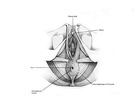 Sexual Anatomy With Life Coaching And Therapy Amanda Pasciucco
