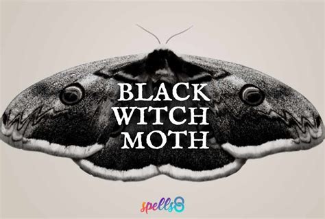 Black Moth Symbolism Spiritual Meaning And Superstition Spells8