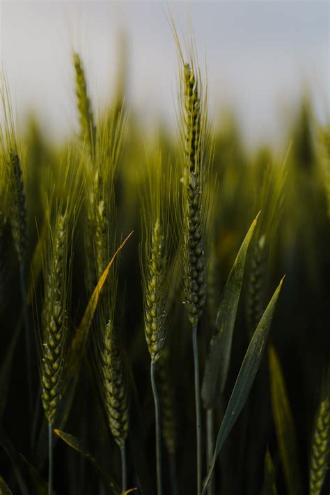 무료 사진 줄기 진한 녹색 밀 유기 가 까이 서 허브 시리얼