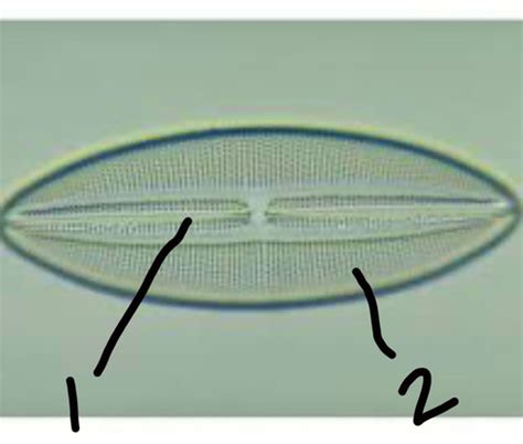 Protists Lab Quiz Flashcards Quizlet