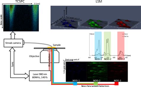 Upconversion Microparticles As Time Resolved Luminescent Probes For Multiphoton Microscopy