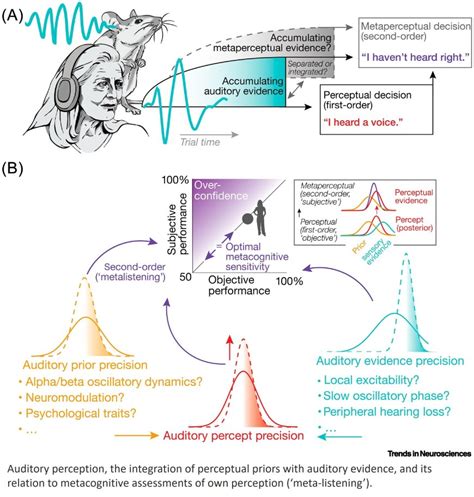 Metacognition In The Listening Brain Sciencemission