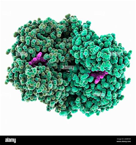 Cyclooxygenase Complexed With Inhibitor Computer Model Showing The Structure Of Cyclooxygenase