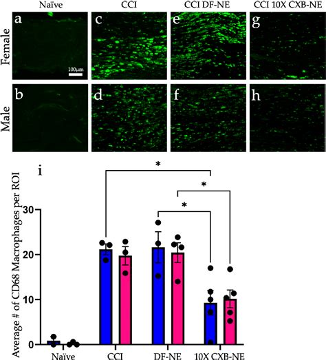 Figure 1 From Rna Seq Reveals Sex Differences In Gene Expression During