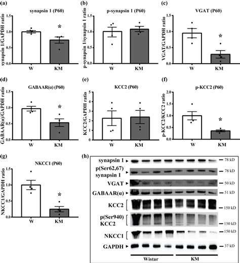 Analysis Of Pre And Postsynaptic Proteins And Chlorine Transporters In