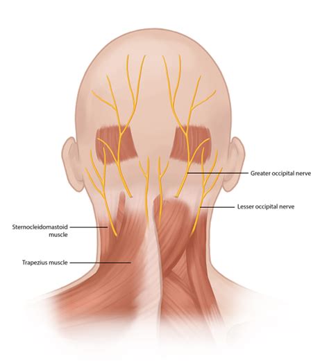 Greater Occipital Nerve And Artery