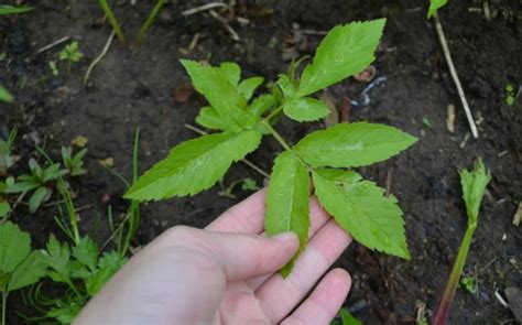 თუ კულტურის კვალში ასეთ ფოთლებს დაინახავთ სასწრაფოდ ზომები მიიღეთ